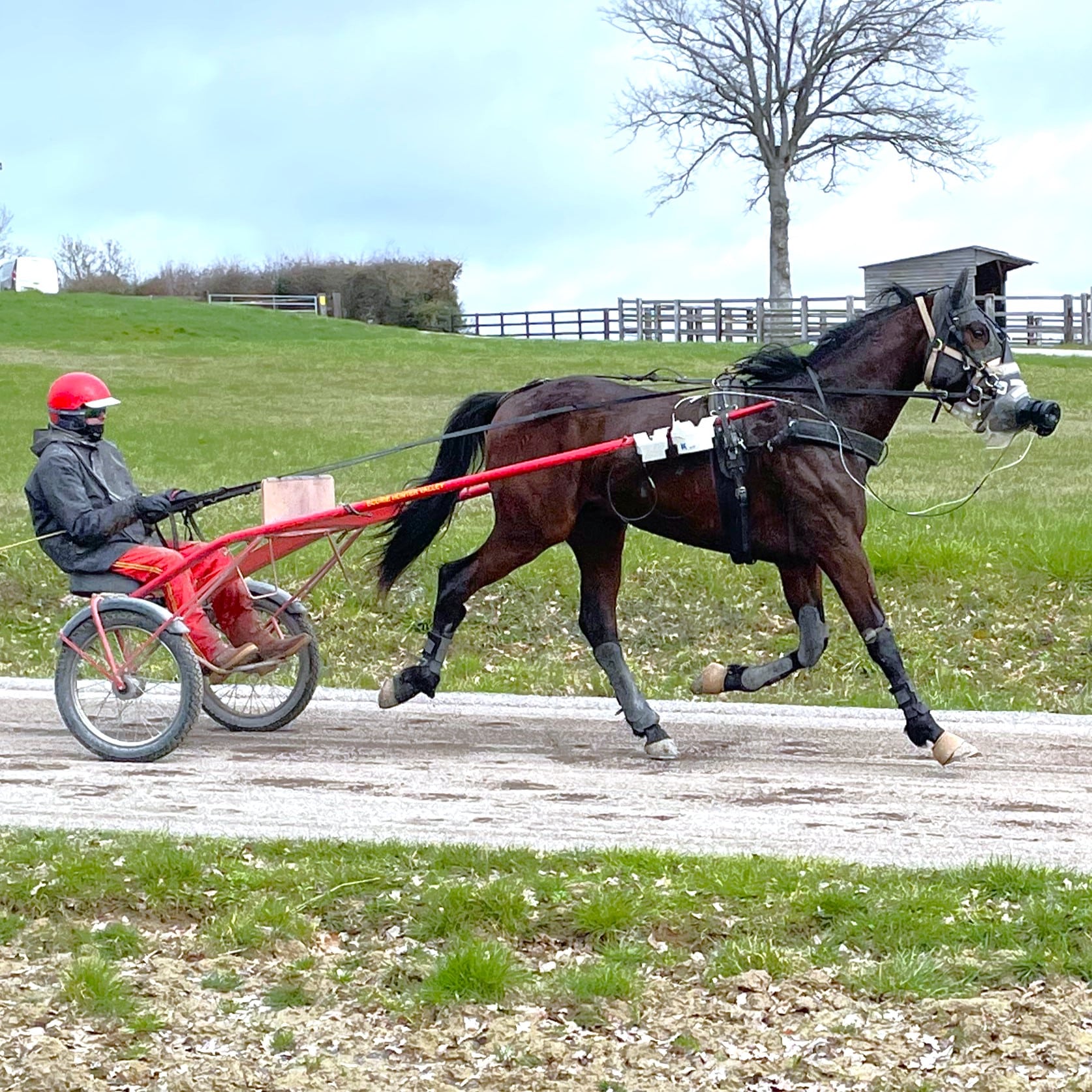 FIBER DIGESTION, ENERGY METABOLISM, AND EXERCISE PERFORMANCE | Lab To Field